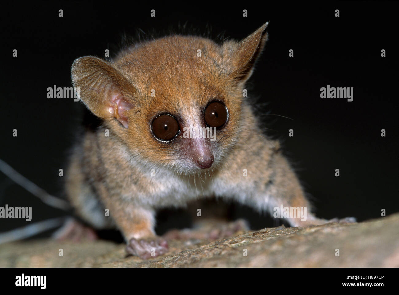Bongolava Mouse Lemur