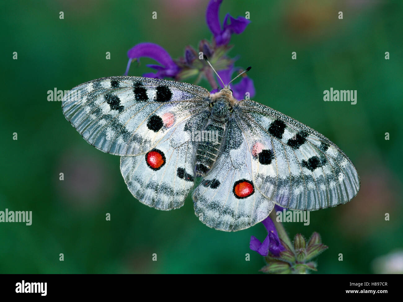 Mountain Apollo (Parnassius apollo) butterfly, Alps, Switzerland Stock ...