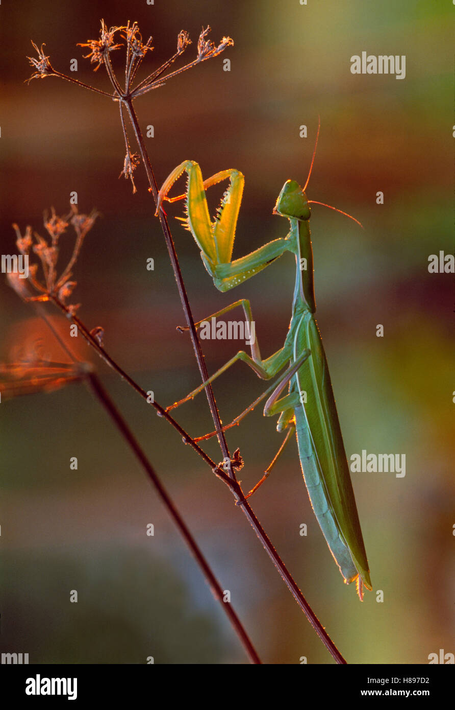 European Mantid (Mantis religiosa), Switzerland Stock Photo - Alamy
