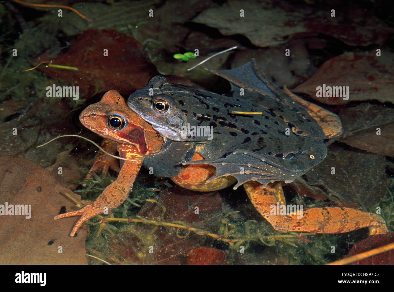 Common Frog (Rana temporaria) pair in amplexus, Switzerland Stock Photo ...