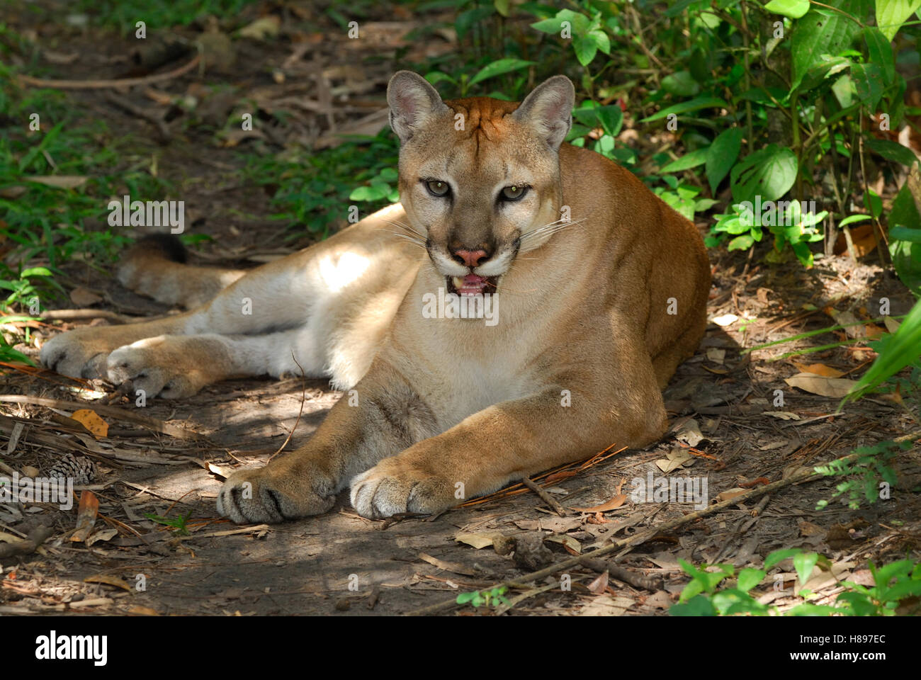 Mountain Lion (Puma concolor) resting on forest floor, Belize Stock ...