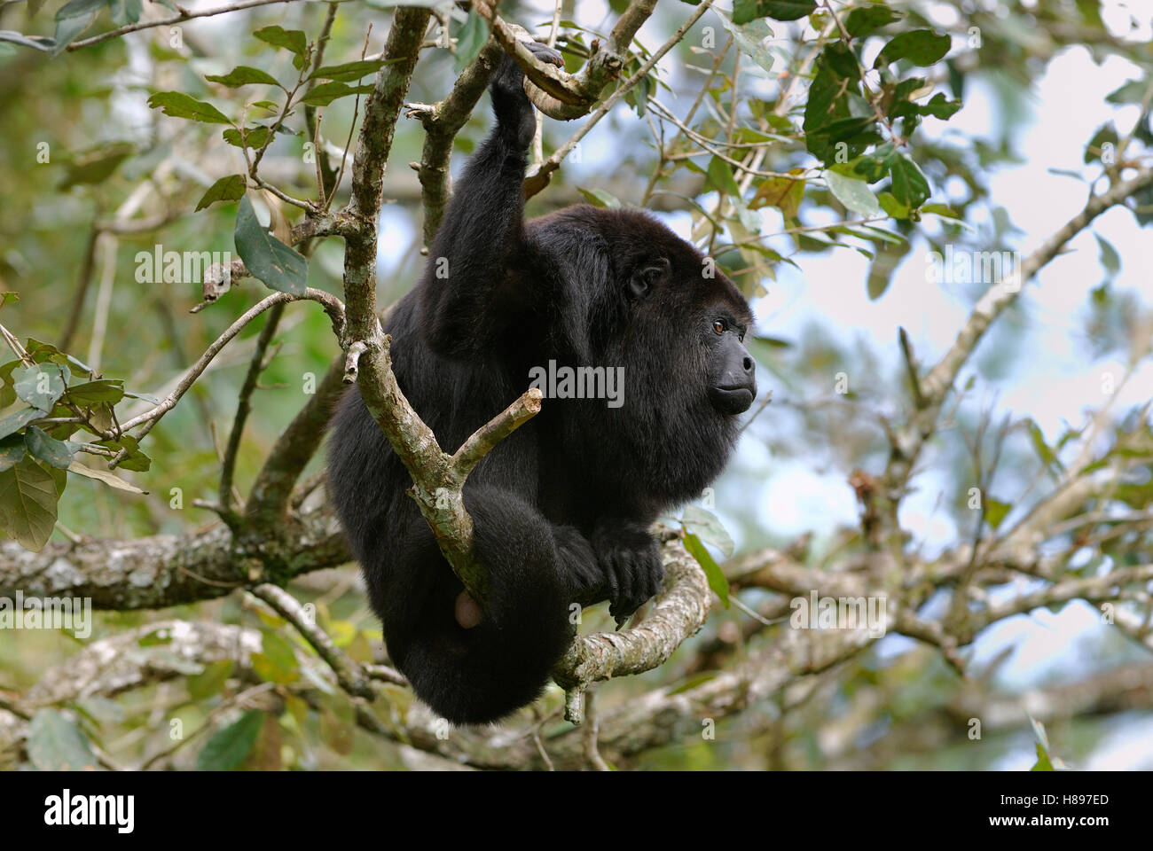 Mexican Black Howler Monkey (Alouatta pigra) male sitting in tree ...