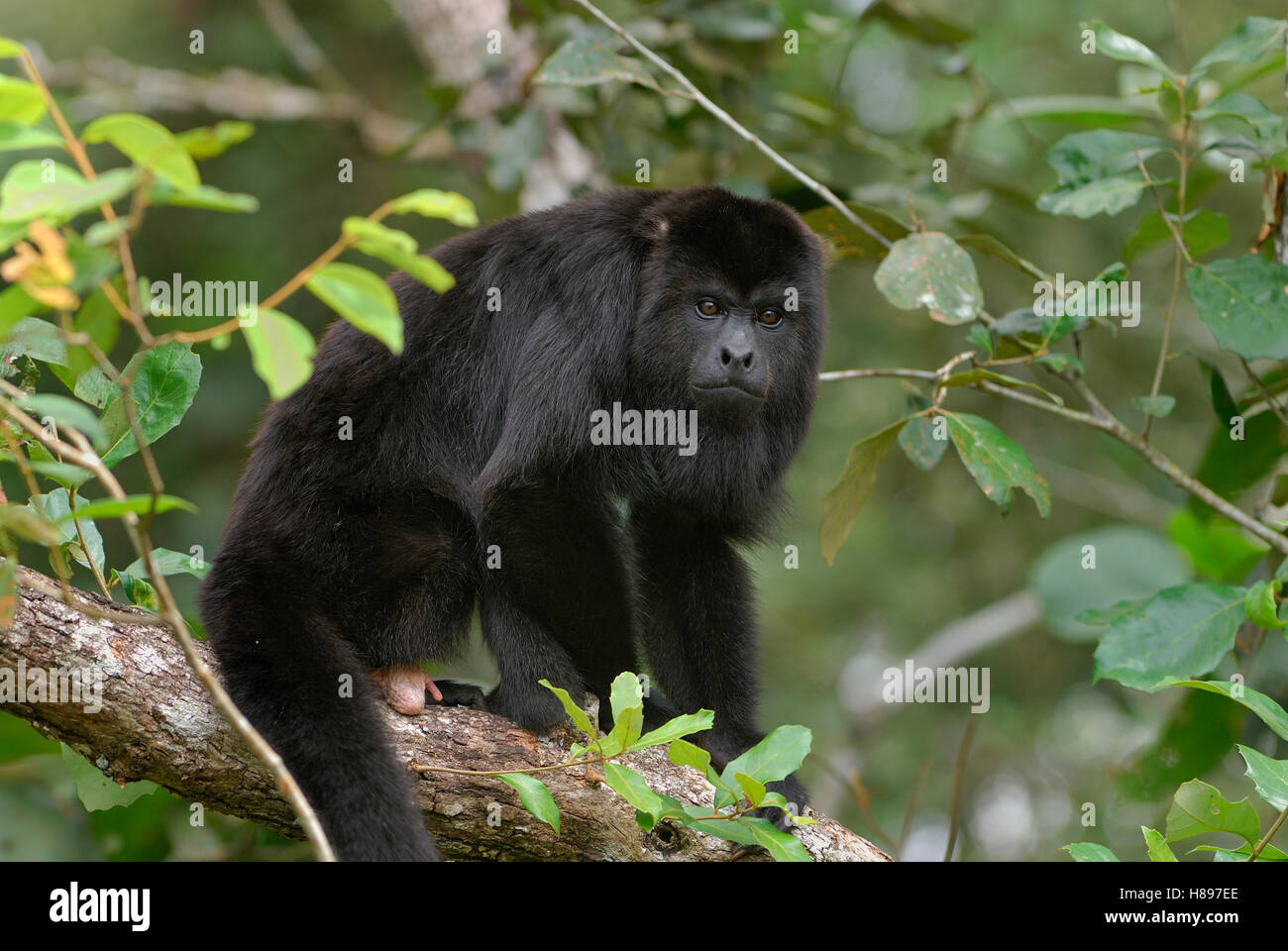 Mexican Black Howler Monkey (Alouatta pigra) male sitting in tree ...