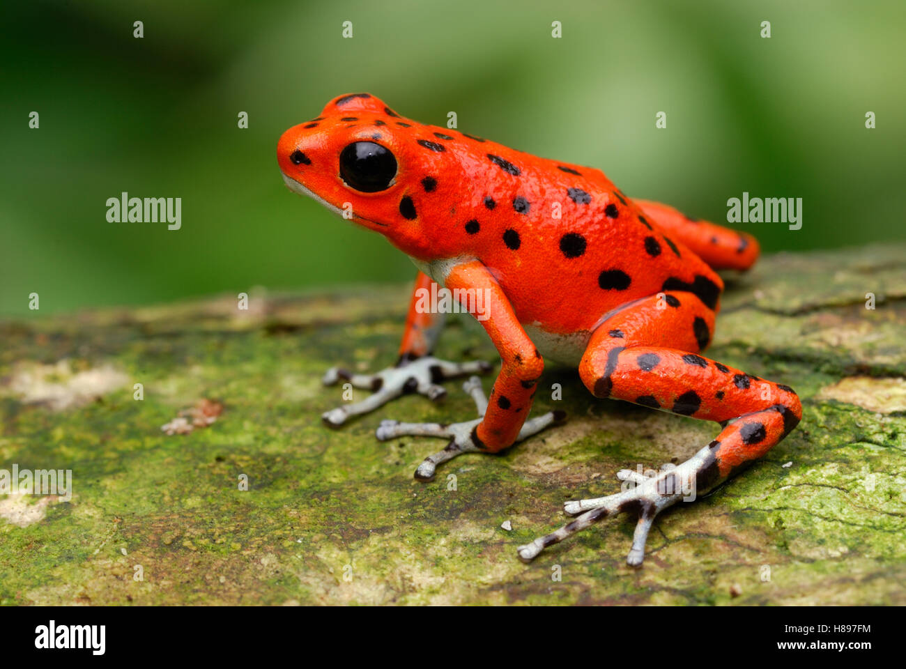 Strawberry Poison Dart Frog (Oophaga pumilio), Bocas del Toro, Panama ...