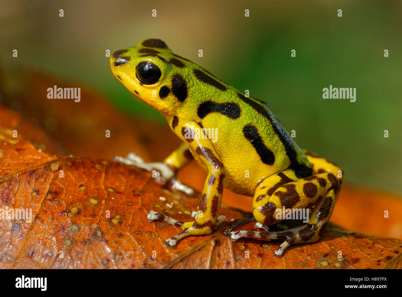 Strawberry Poison Dart Frog (Oophaga pumilio), Bocas del Toro, Panama ...