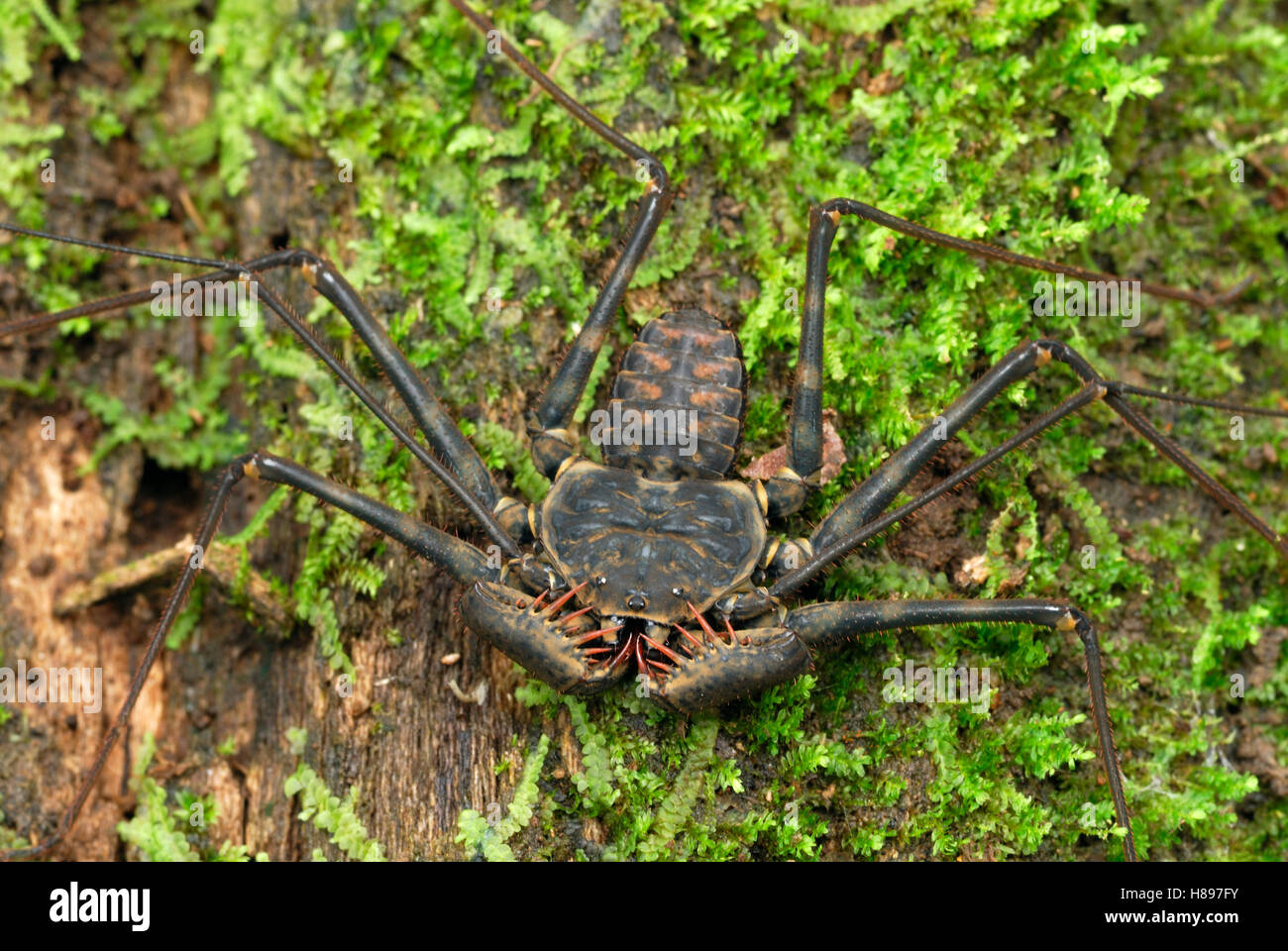 Whip Spider (Phrynidae) on moss-covered tree, Braulio Carrillo National ...