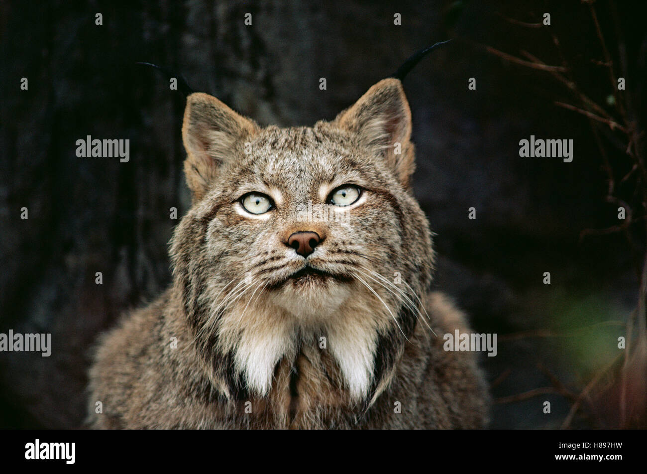 Canada Lynx (Lynx canadensis) portrait, North America Stock Photo - Alamy