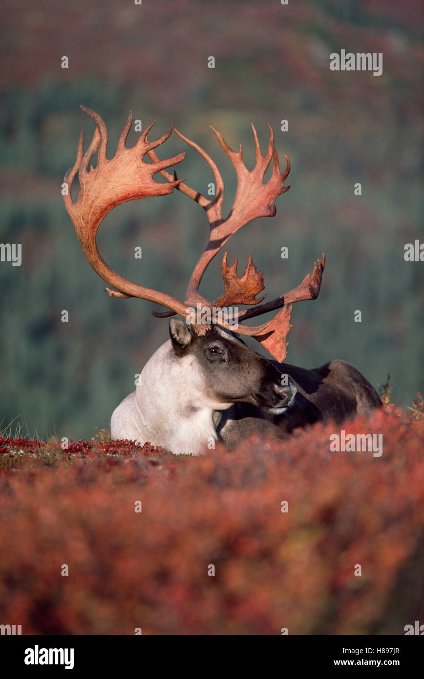 Caribou (Rangifer tarandus) bull, Alaska Stock Photo - Alamy