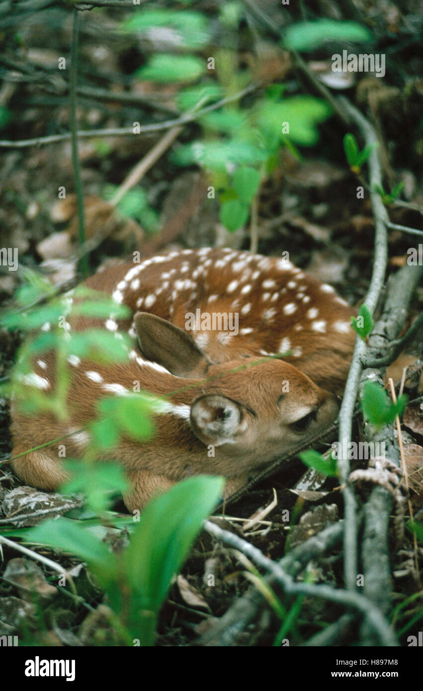 White-tailed Deer (Odocoileus virginianus) fawn curled up on forest ...