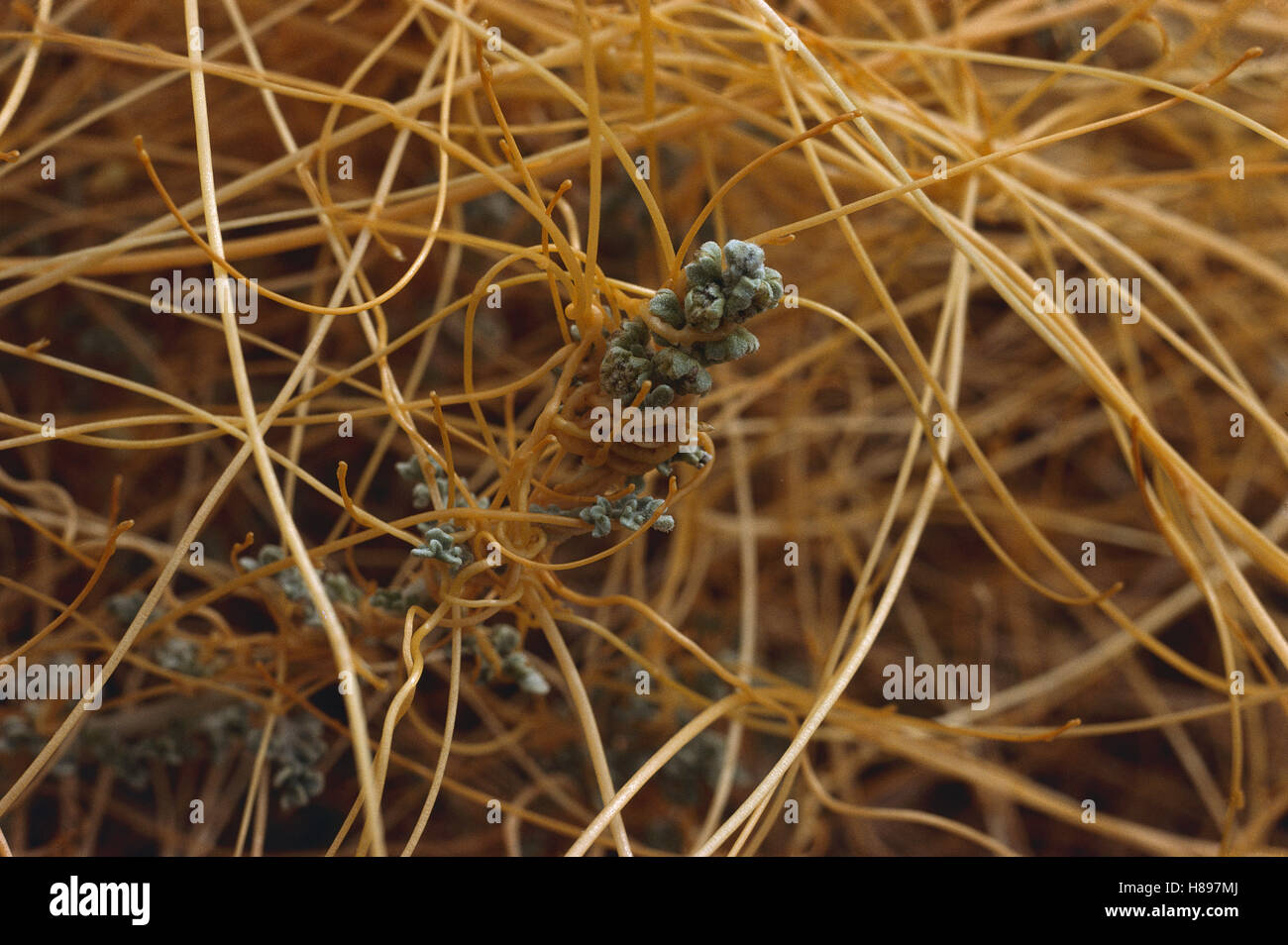 Dodder (Cuscuta sp) parasitizing host plant, California Stock Photo - Alamy