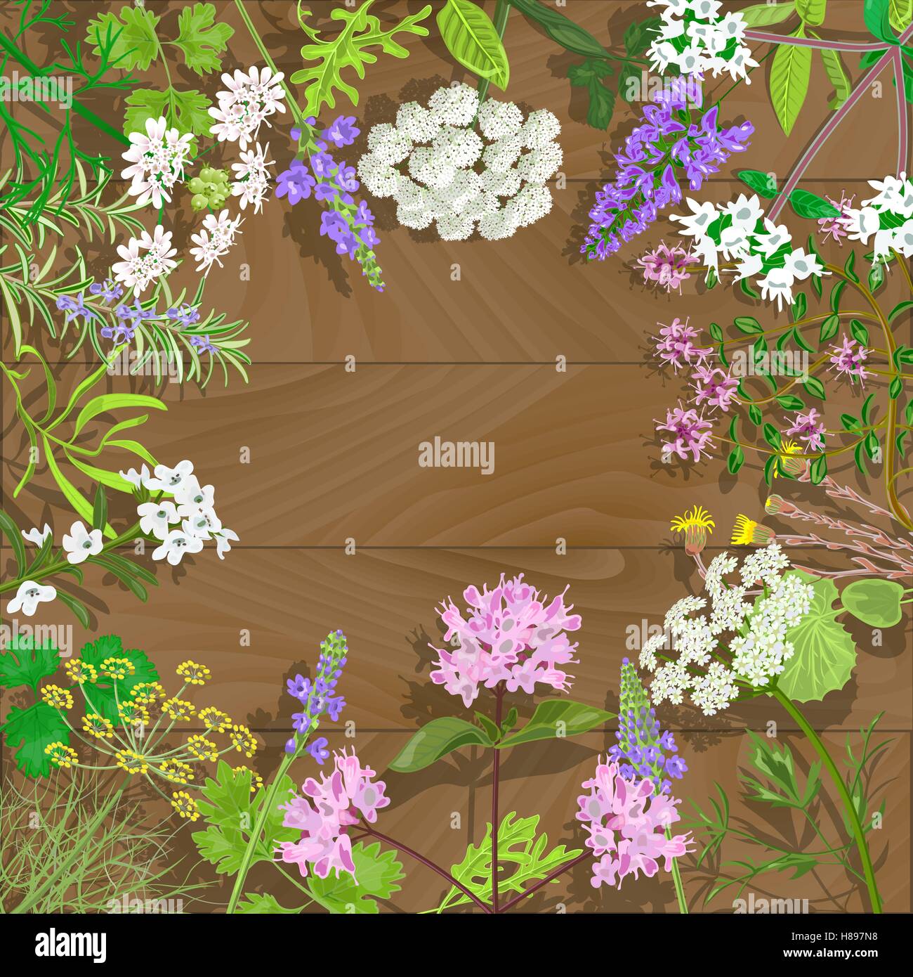 Anise anise on background Stock Vector Images - Alamy