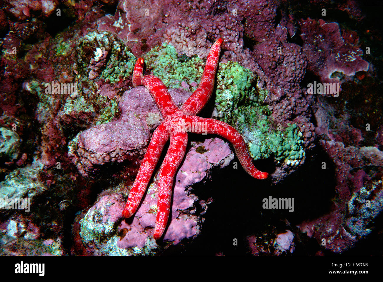 Sea Star (Linckia multiflora) on corals, Kona, Hawaii Stock Photo - Alamy