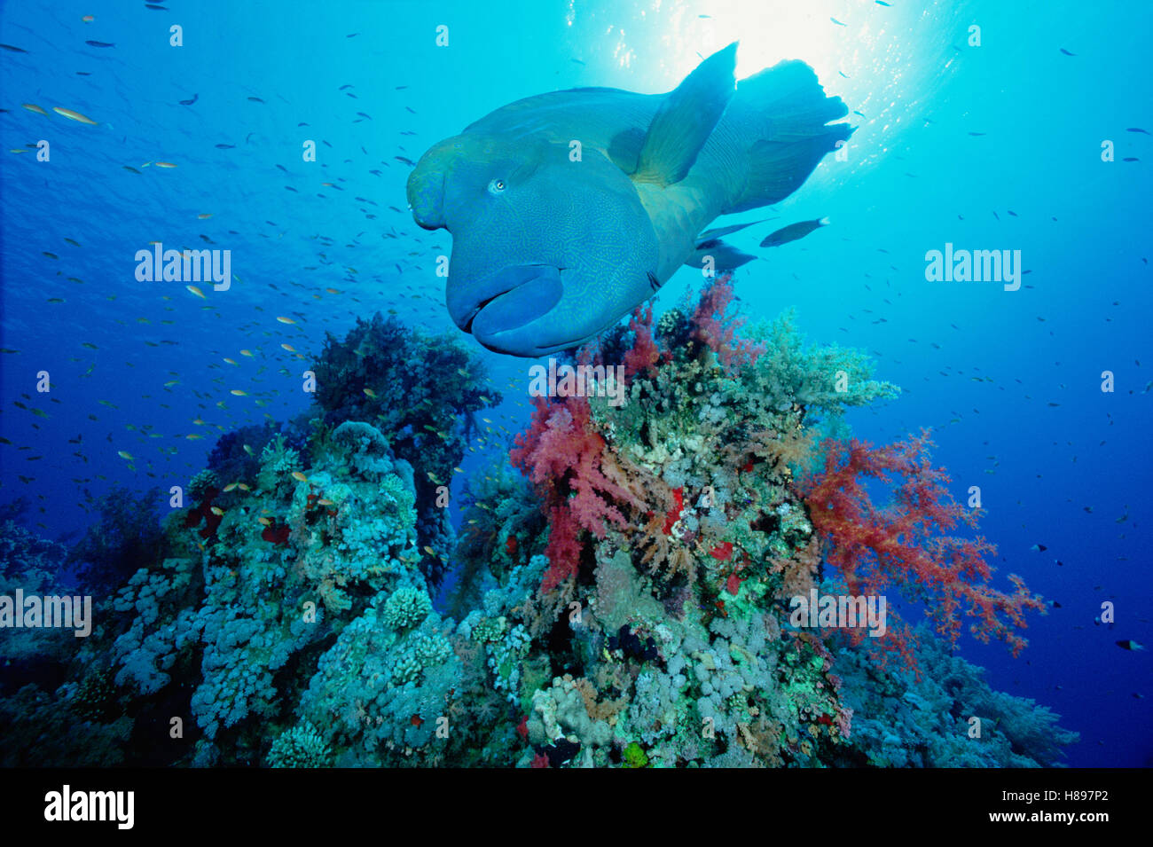 Double-headed Maori Wrasse (Cheilinus undulatus) swimming over coral ...