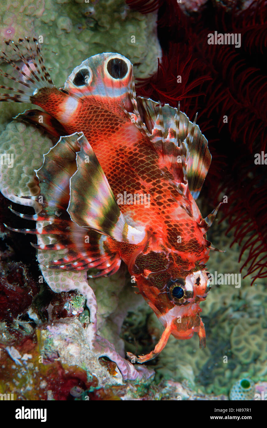 Ocellated Lionfish (Dendrochirus biocellatus) nocturnal fish with two ...