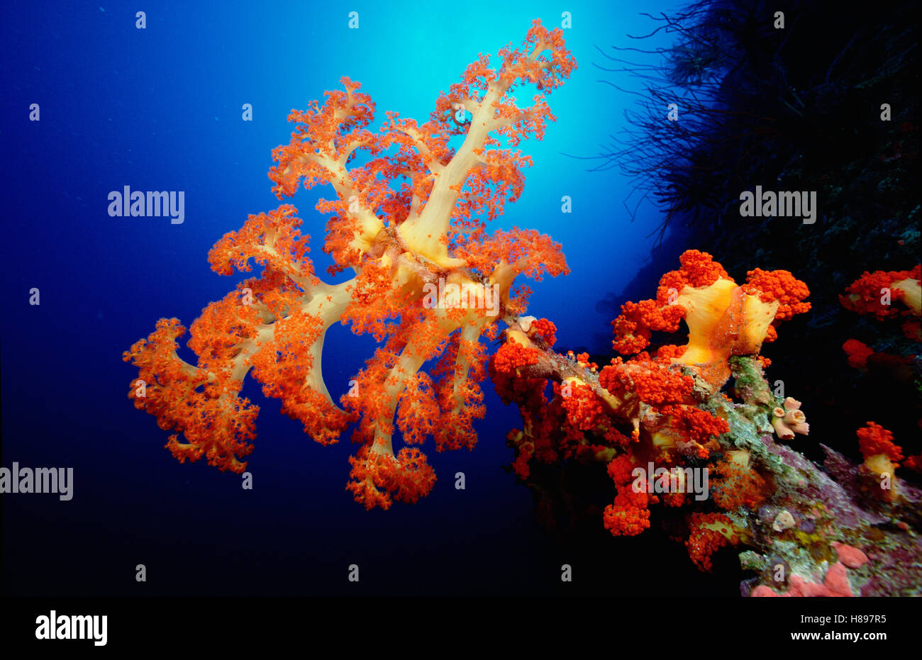 Soft Coral (Dendronephthya sp) outcroppings growing on reef, Solomon ...