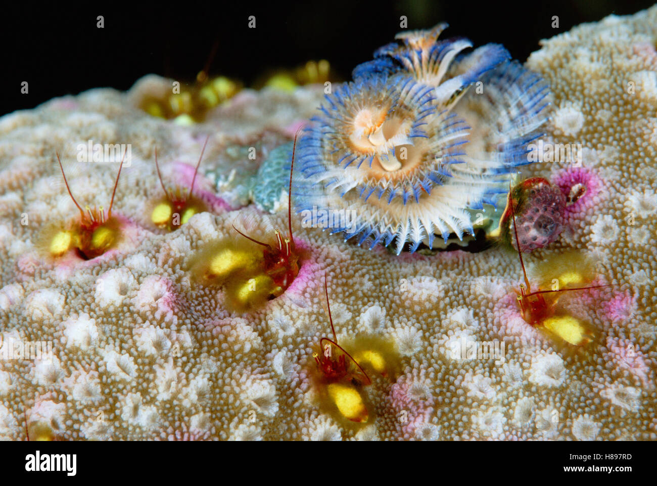 Christmas Tree Worm (Spirobranchus giganteus) and Coral Hermit Crab ...