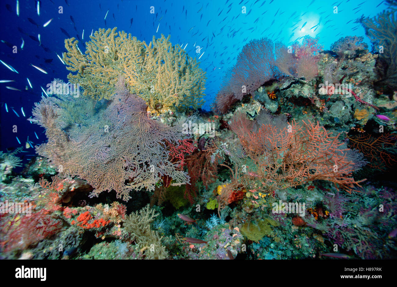 Coral reef scenic with Sponges, Sea Fans and reef fish, Solomon Islands ...