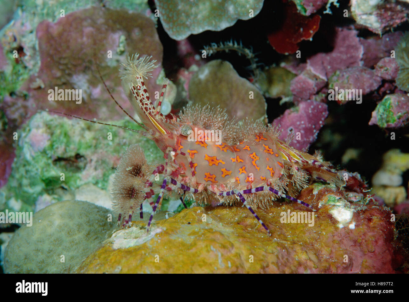 Marbled Shrimp (Saron marmoratus) on coral, Solomon Islands Stock Photo ...