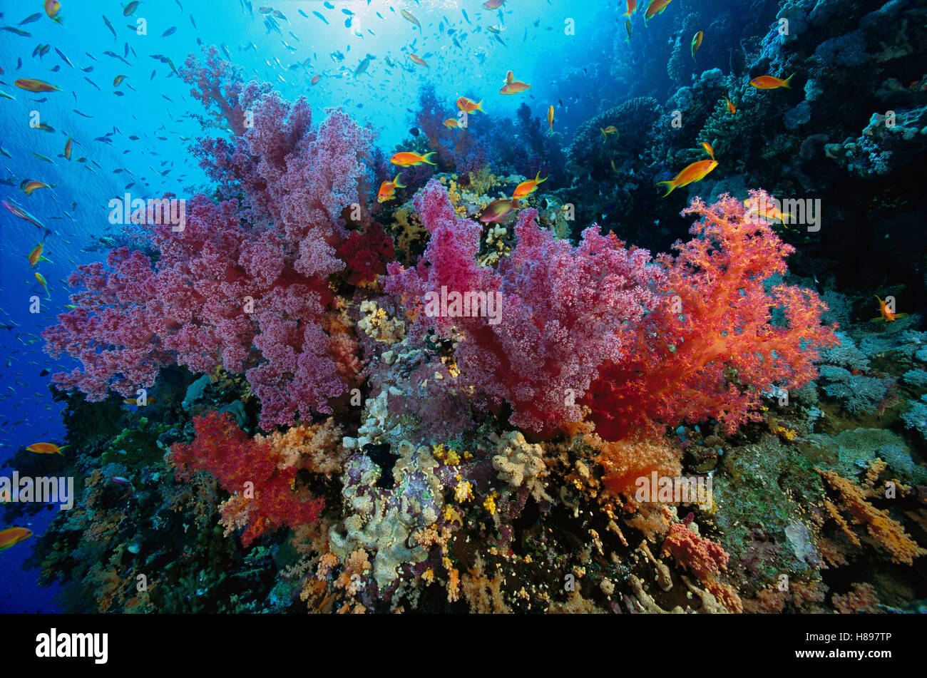 Soft Coral (Dendronephthya sp) outcroppings reef scenic, Red Sea, Egypt ...