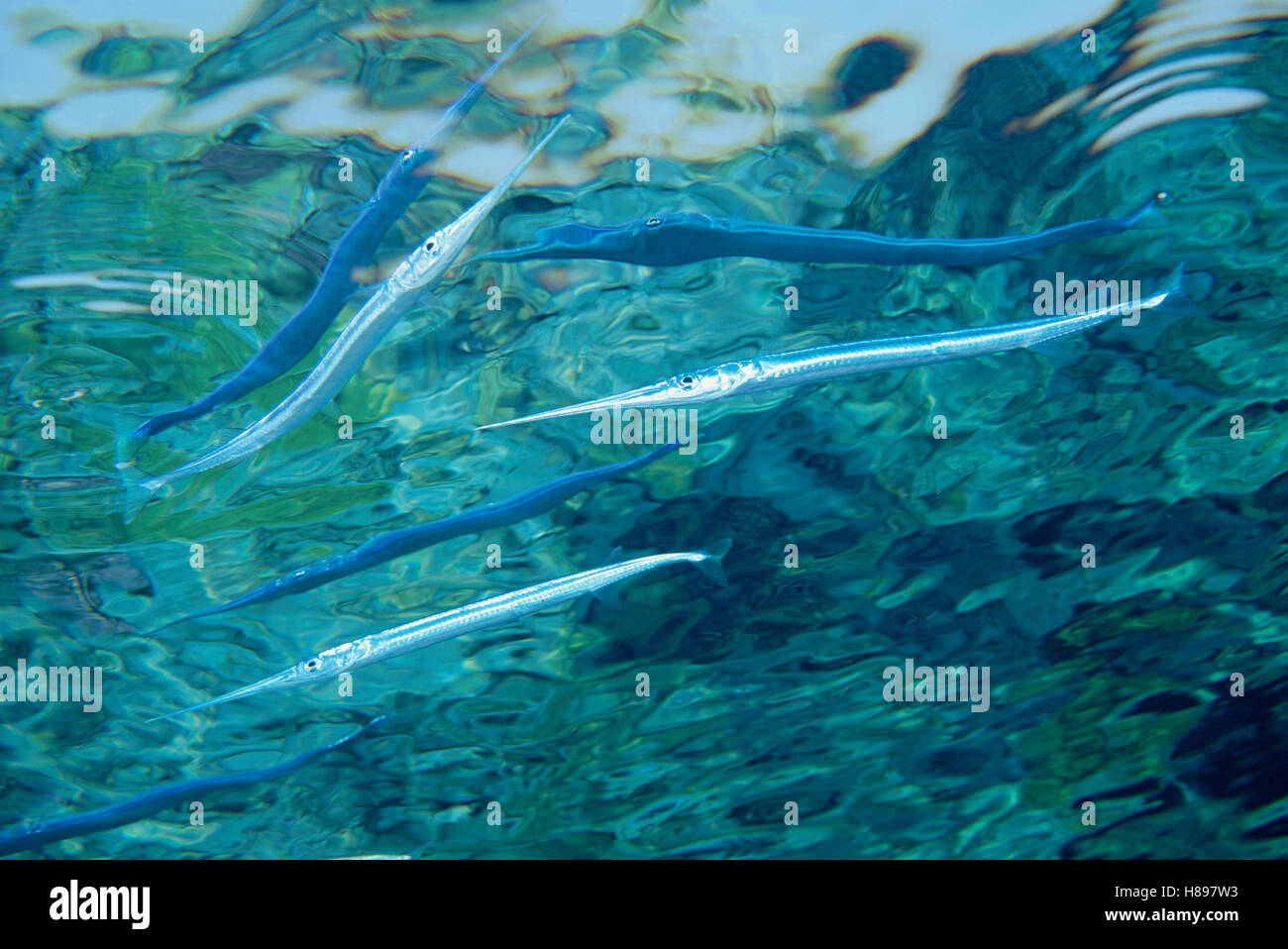 Red Sea Houndfish (Tylosurus choram) group of seven, Red Sea, Egypt ...
