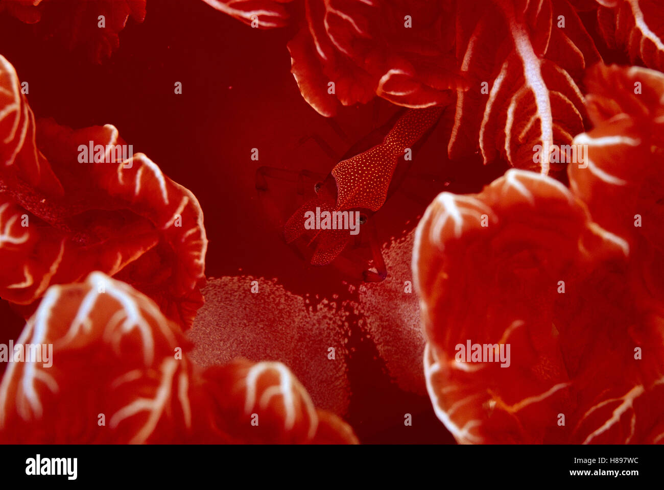 Sponge (Phakellia sp) on coral reef, Solomon Islands Stock Photo - Alamy