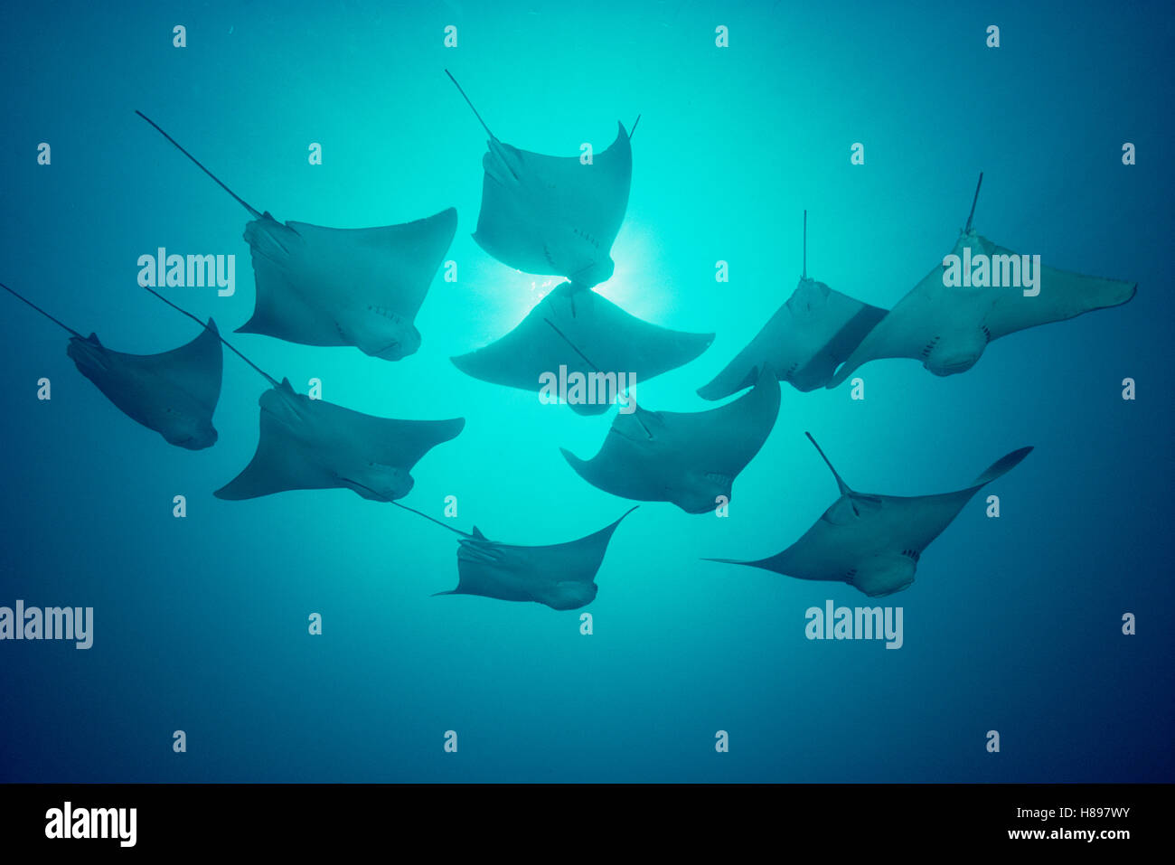 Golden Cownose Ray (Rhinoptera steindachneri) group underwater shot ...