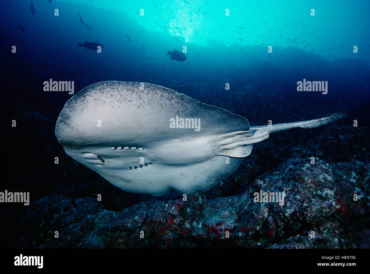 Speckled Stingray (Taeniura meyeni) underwater, showing bottom side of ...
