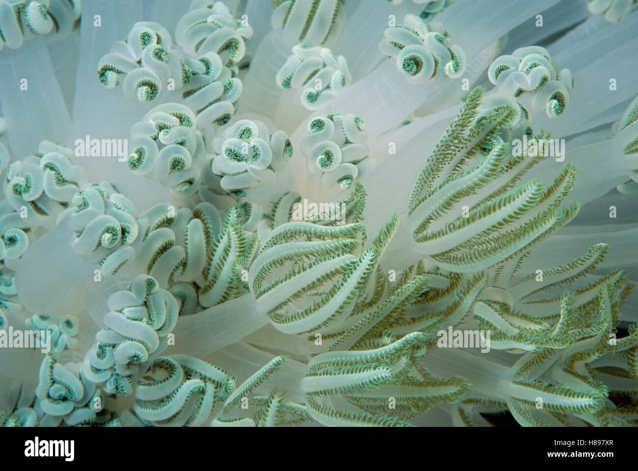 Soft Coral (Xenia sp) detail of polyps, Solomon Islands Stock Photo - Alamy