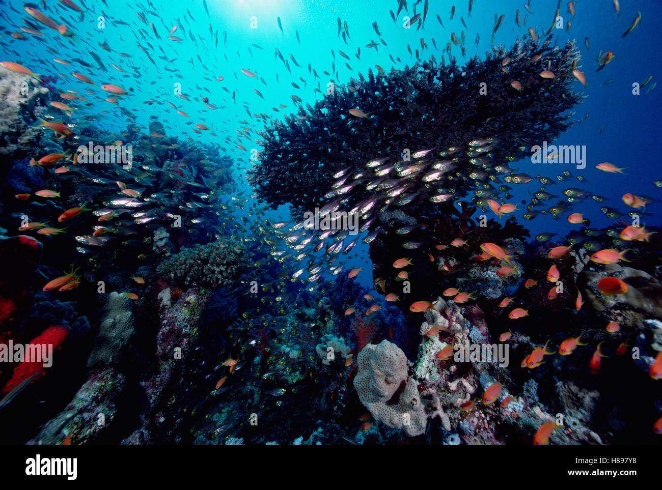 Table Coral and Glassfish on Coral Reef, Red Sea, Egypt Stock Photo - Alamy