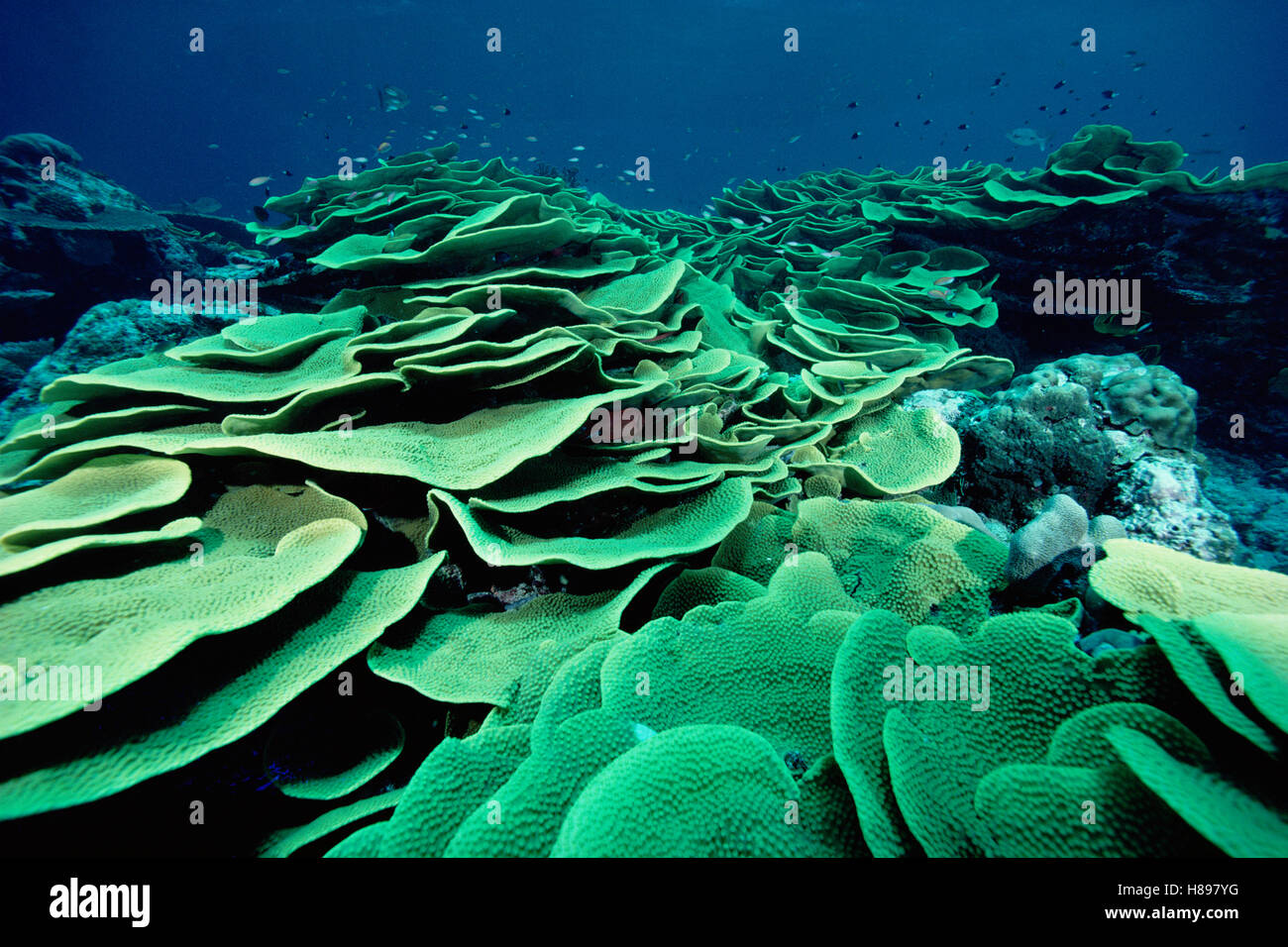 Cabbage Coral (Turbinaria sp) underwater, Papua New Guinea Stock Photo ...