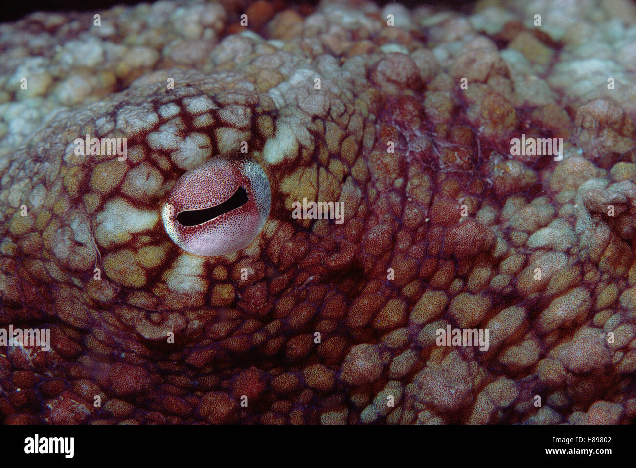 Octopus (Octopus sp) close-up of eye, Galapagos Islands, Ecuador Stock ...