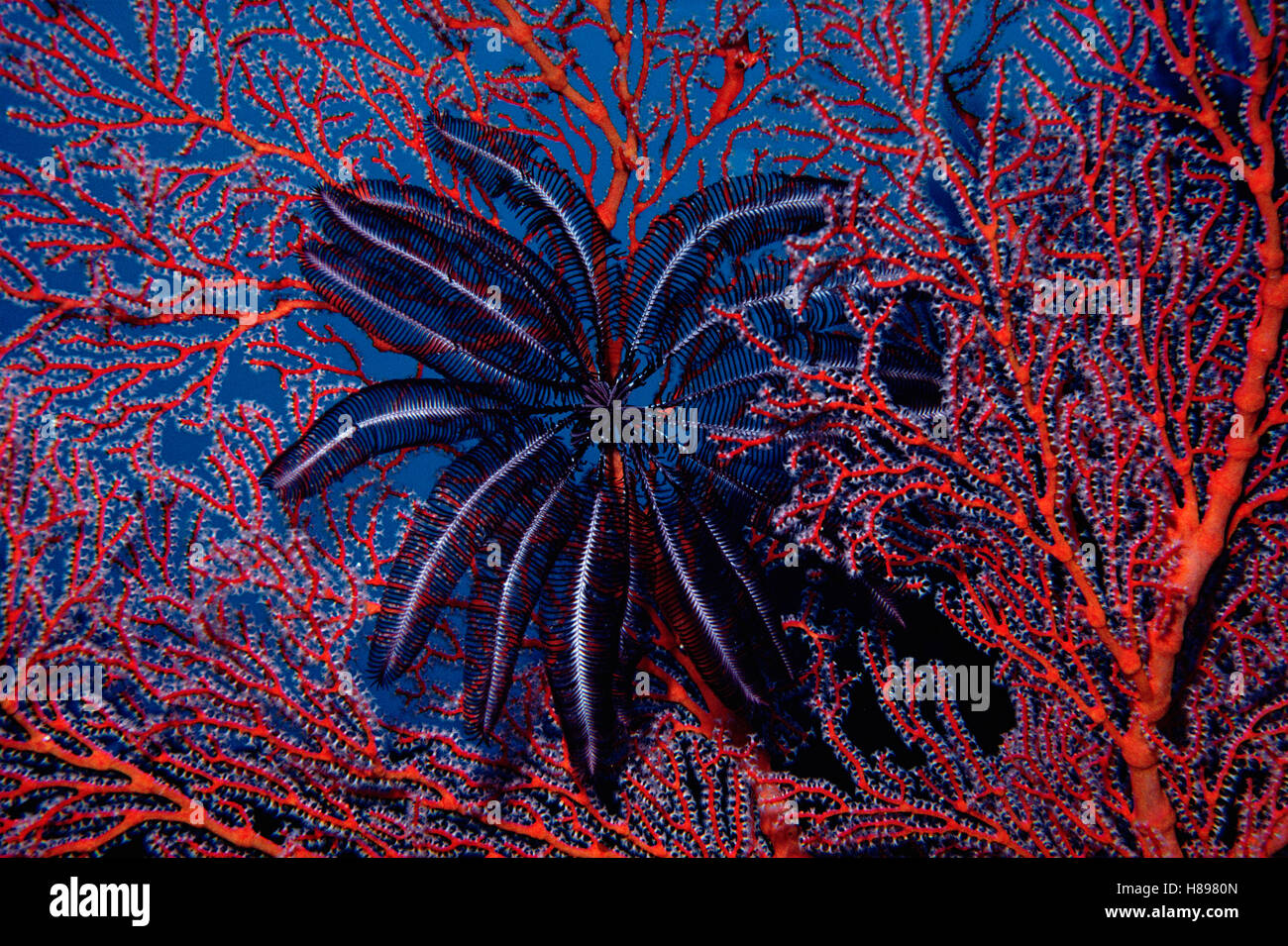 Anthozoan (Melithaea sp) on coral, Palau Stock Photo - Alamy