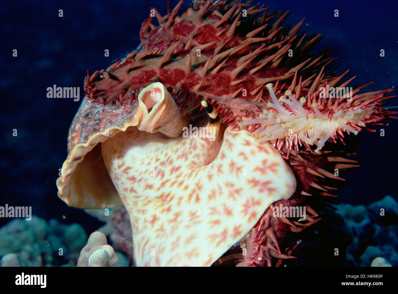 Atlantic Trumpet Triton (Charonia tritonis) shell and Crown-of-thorns ...