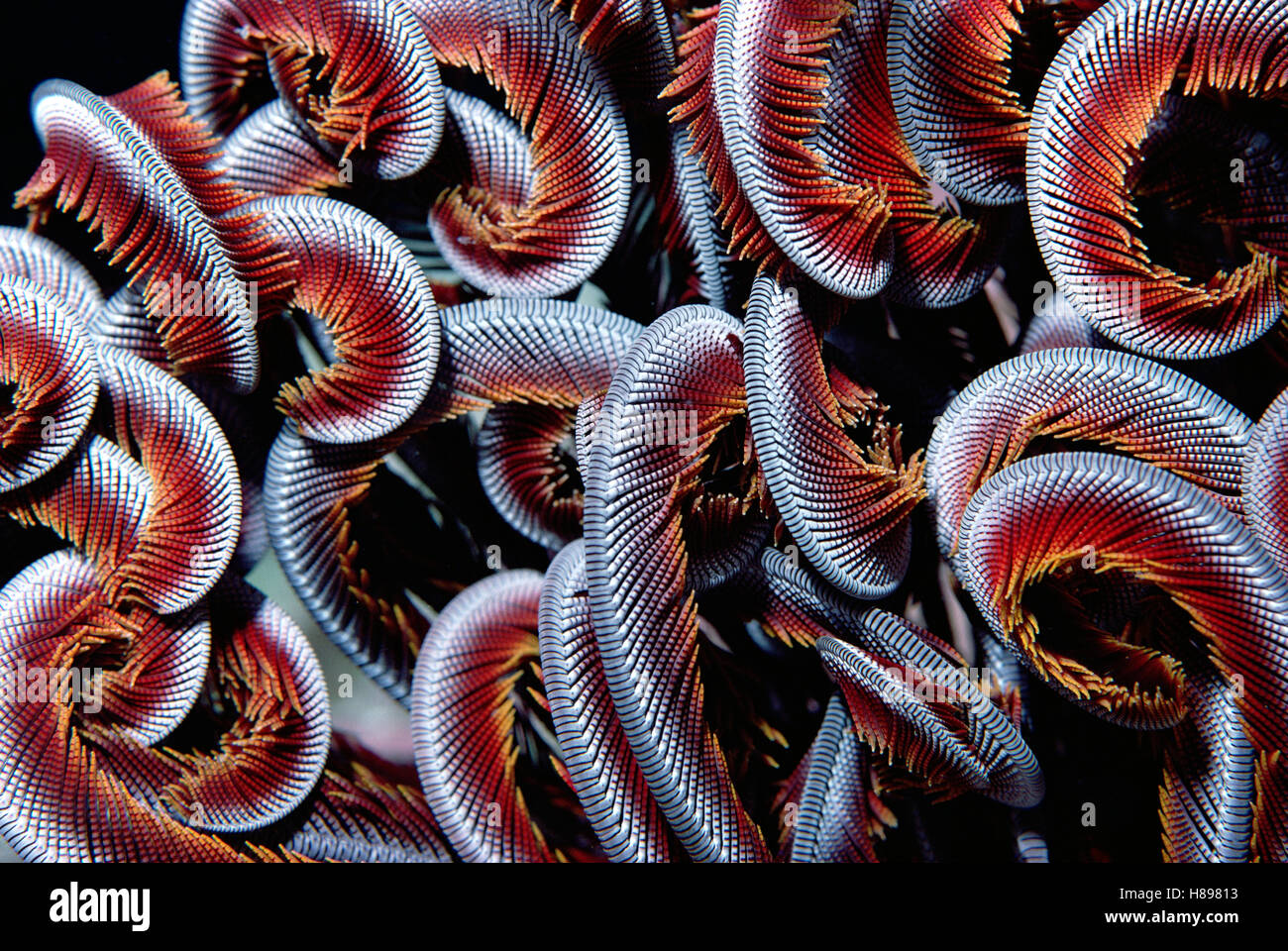 Sea Fan (Melithaea sp) detail of curled arms, Great Barrier Reef ...