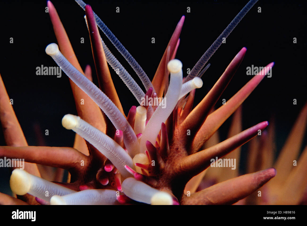 Crown-of-thorns Starfish (Acanthaster planci) leg detail showing sharp ...
