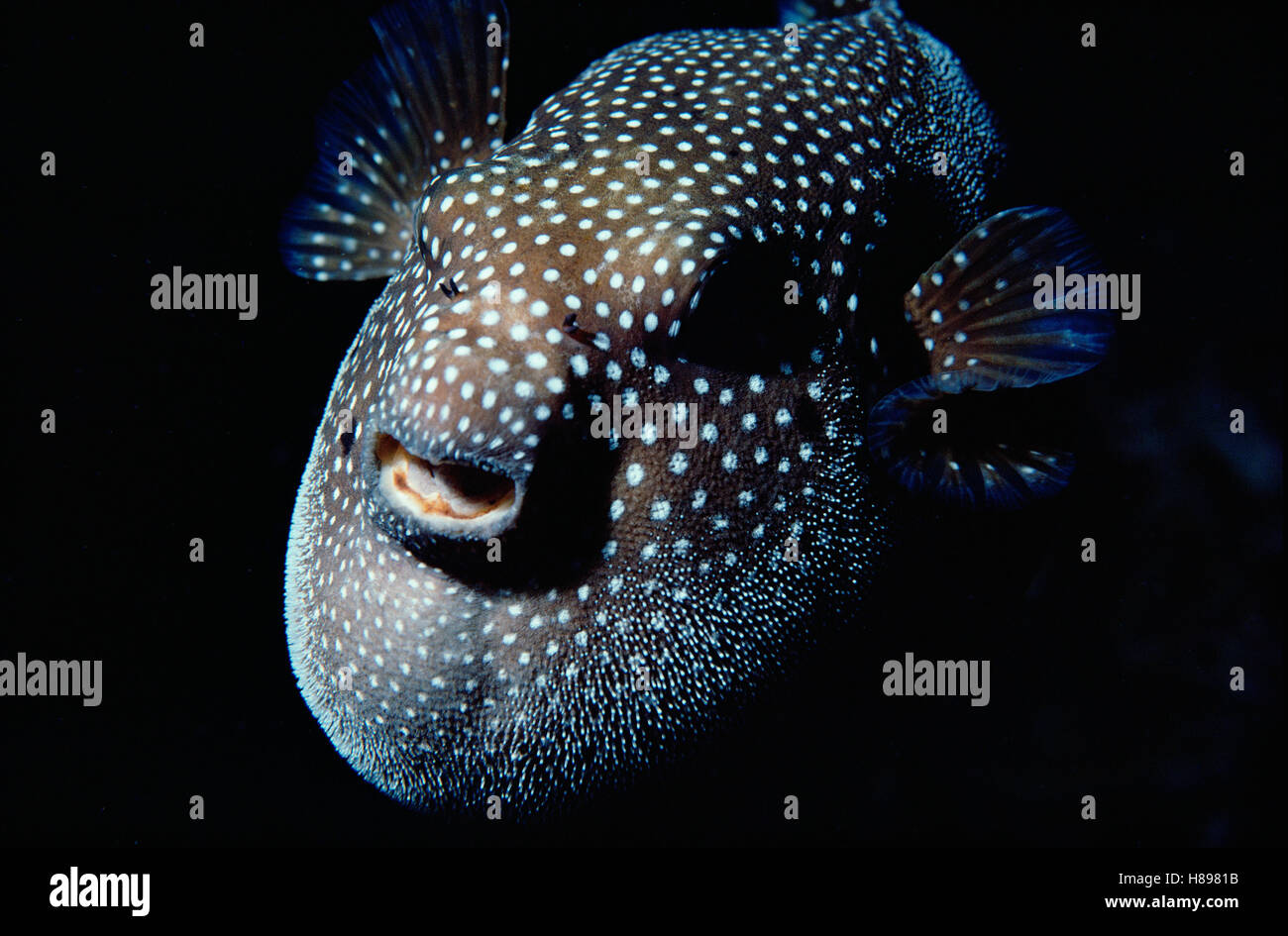 Guineafowl Pufferfish (Arothron meleagris) portrait, Kona, Hawaii Stock ...