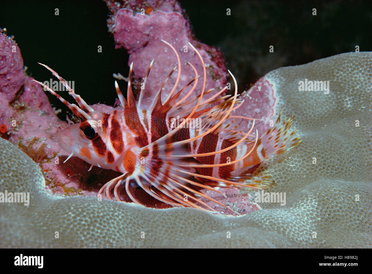 Common Lionfish (Pterois volitans) underwater among various corals ...