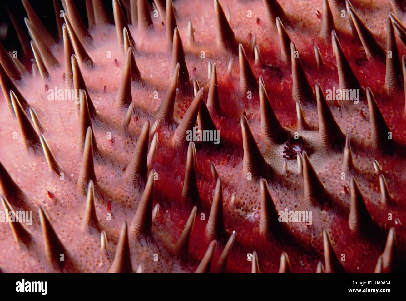 Crown-of-thorns Starfish (Acanthaster planci) detail, Kona, Hawaii ...