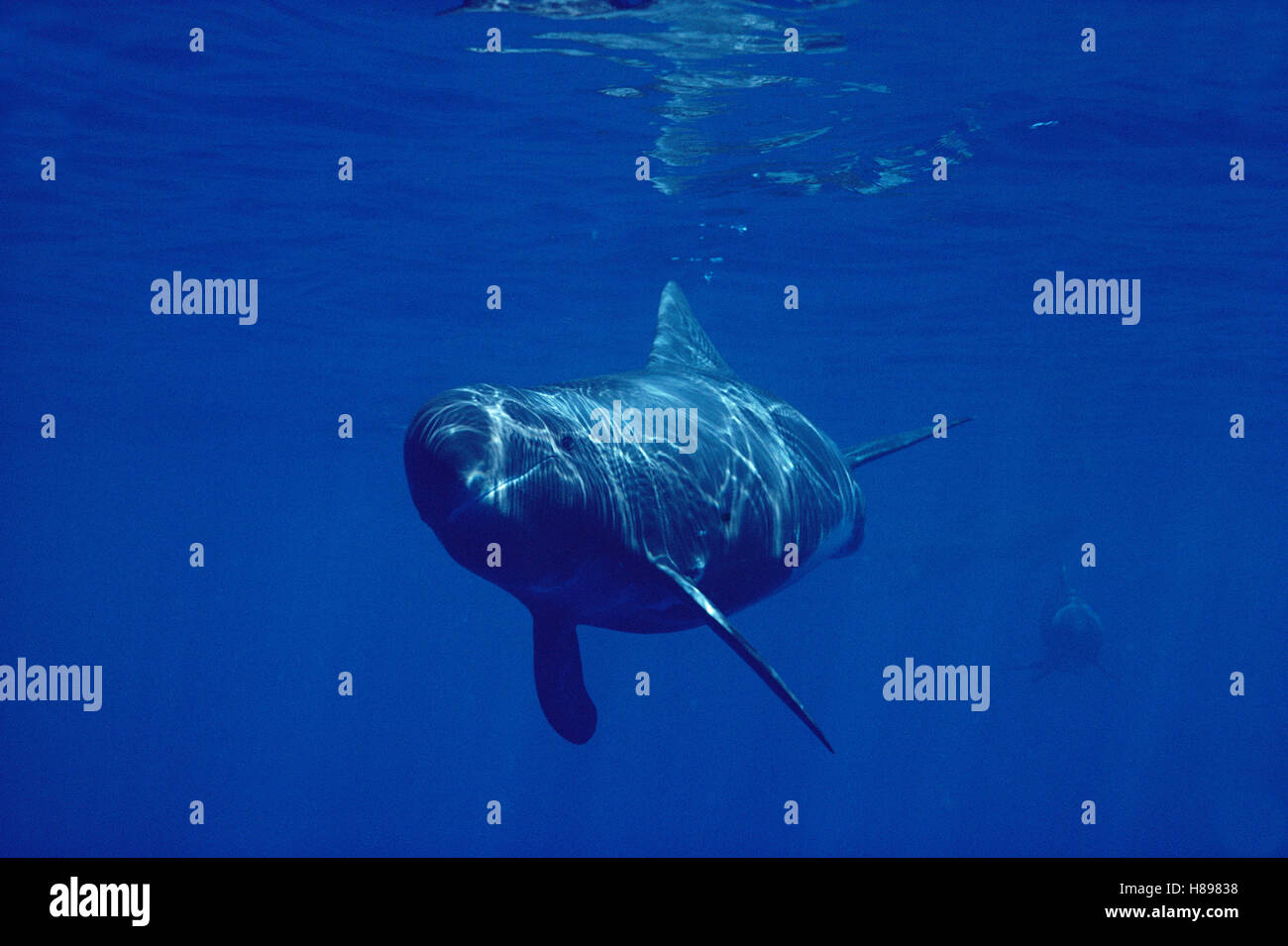 Pygmy Killer Whale (Feresa attenuata) underwater, Kona, Hawaii Stock ...