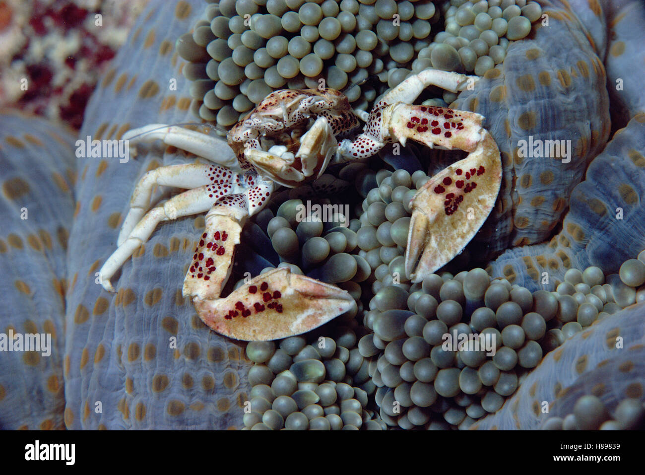 Spotted Anemone Crab (Neopetrolisthes maculatus) on Sea Anemone, Ponape ...