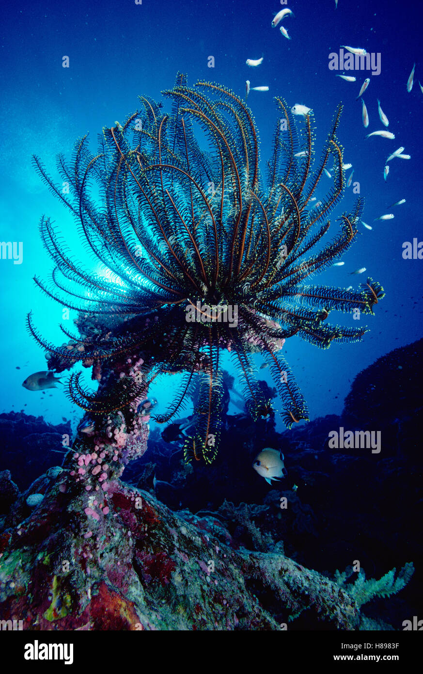 Crinoid on reef, Ponape Stock Photo - Alamy