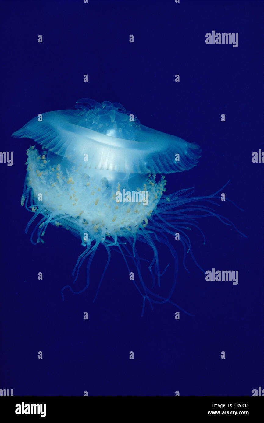 Jellyfish (Cephea cephea), Kona, Hawaii Stock Photo - Alamy