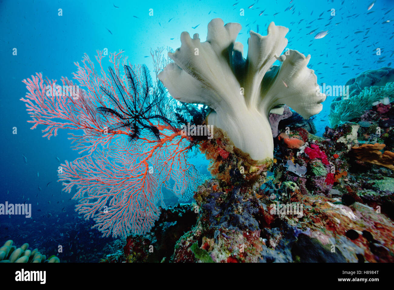 Feather Star (Colobometra perspinosa) on Sea Fan (Melithaea sp) and ...