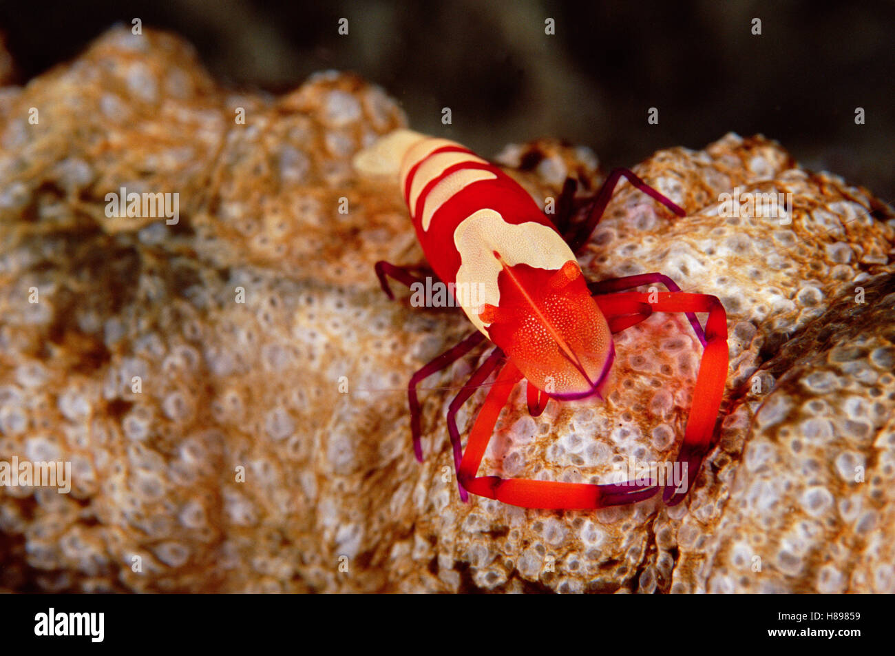 Emperor Shrimp (Periclimenes imperator) on Sea Cucumber (Synapta ...