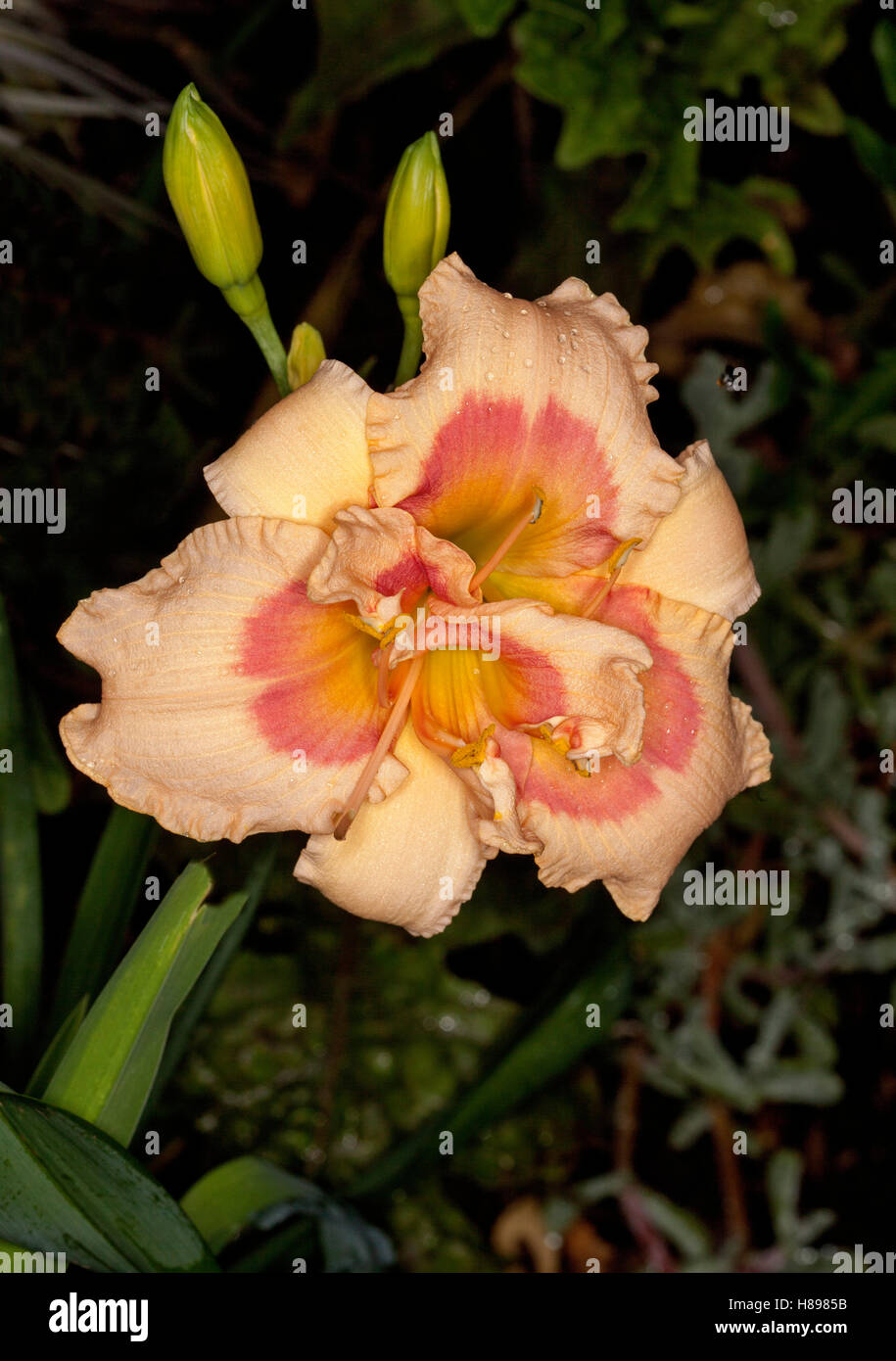 Spectacular & unusual apricot & dark orange semi-double flower with ...