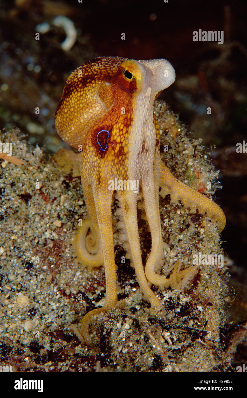 Octopus (Octopus sp) 50 feet deep, Papua New Guinea Stock Photo - Alamy