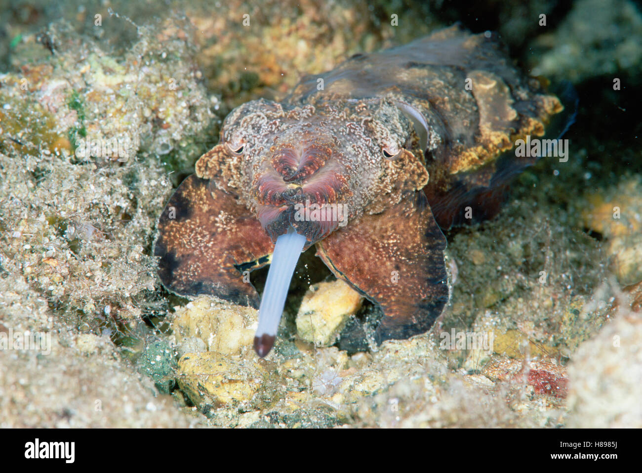 Flamboyant Cuttlefish (Metasepia pfefferi) feeding with extended ...