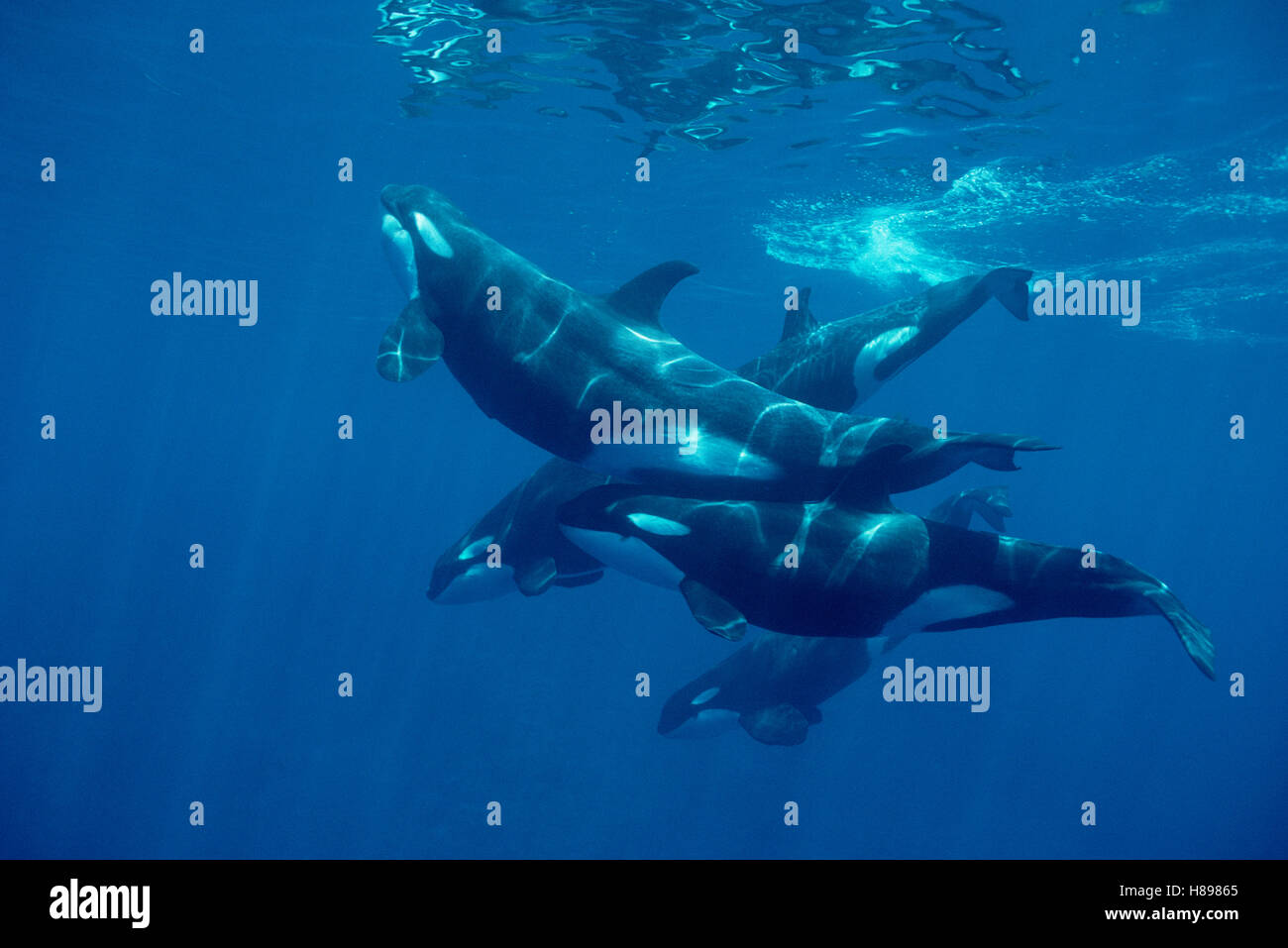 Orca (Orcinus orca) pod consisting of one male, three females and a ...