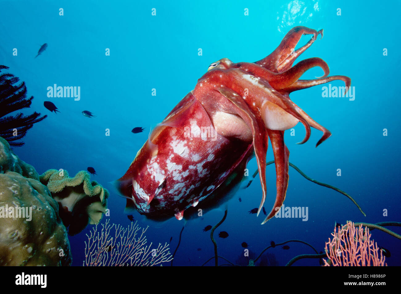 Cuttlefish (Sepia sp) portrait, 50 feet deep, Papua New Guinea Stock ...