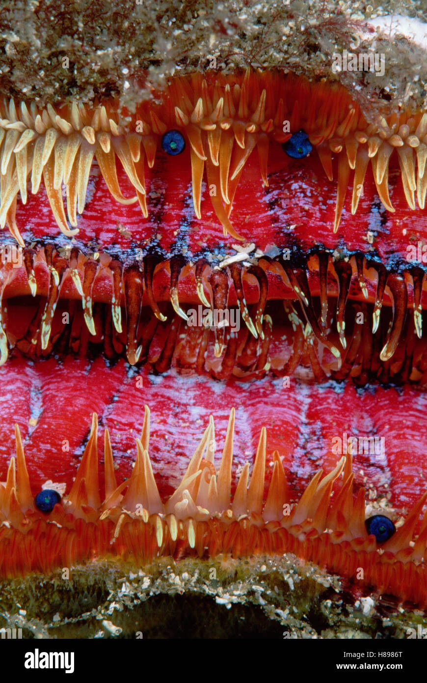 Magnificent Scallop, close-up detail, 60 feet deep, Galapagos Islands ...